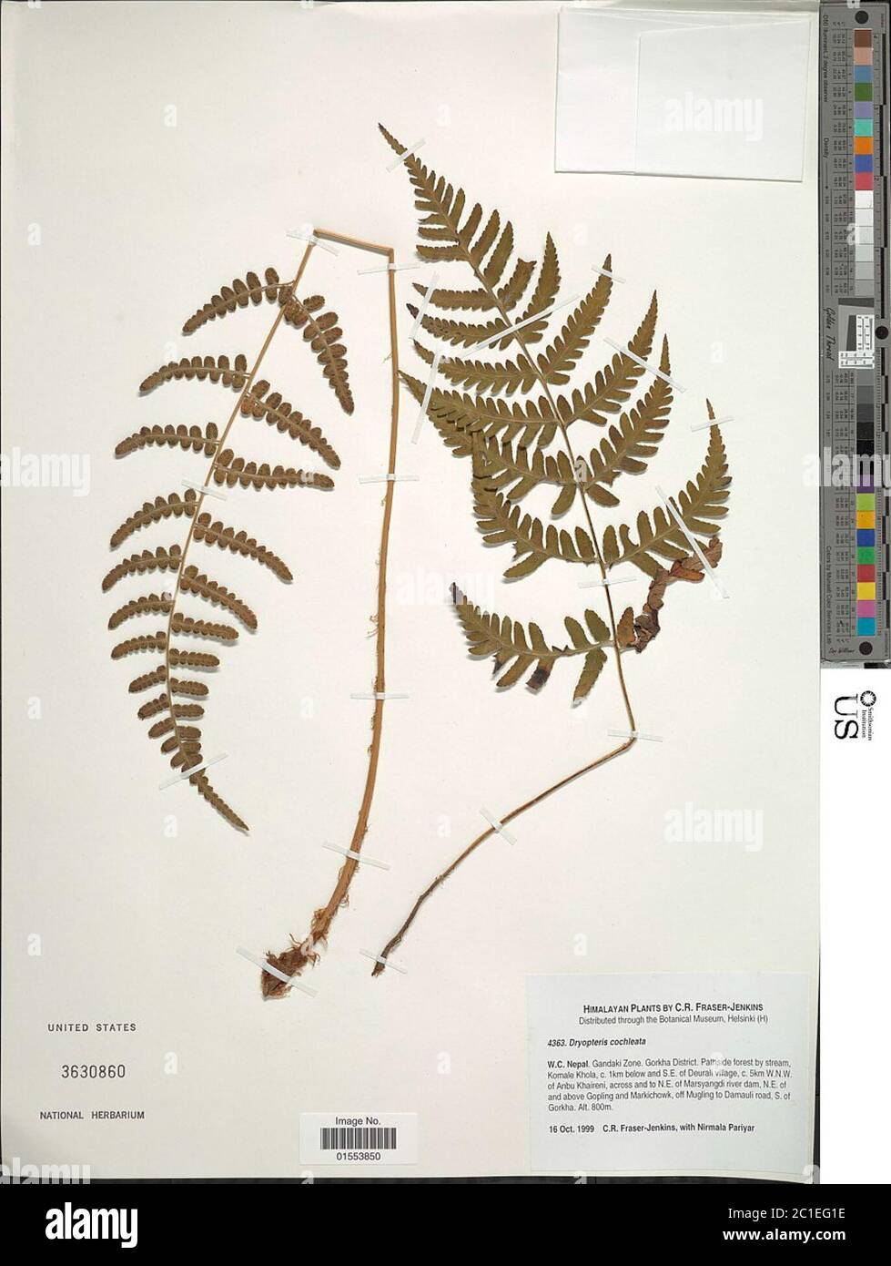 Dryopteris cochleata D Don C Chr Dryopteris cochleata D Don C Chr Stock ...