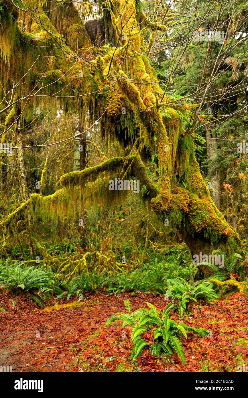 WA16807-00...WASHINGTON - Moss hung maple tree on the Spruce Trail in ...