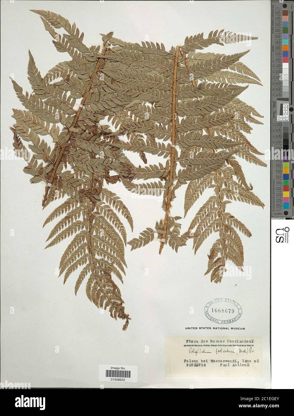 Polystichum aculeatum Polystichum aculeatum Stock Photo - Alamy