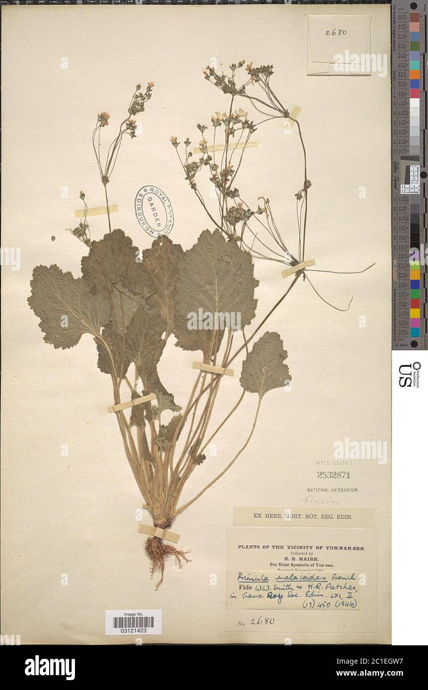 Primula malacoides hi-res stock photography and images - Alamy