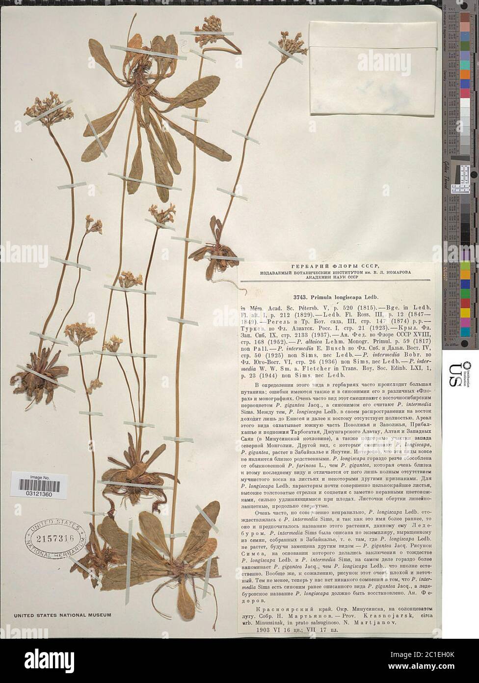 Primula longiscapa Ledeb Primula longiscapa Ledeb Stock Photo - Alamy