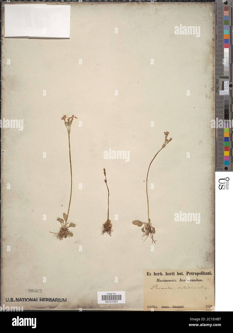 Primula nutans Georgi Primula nutans Georgi Stock Photo - Alamy