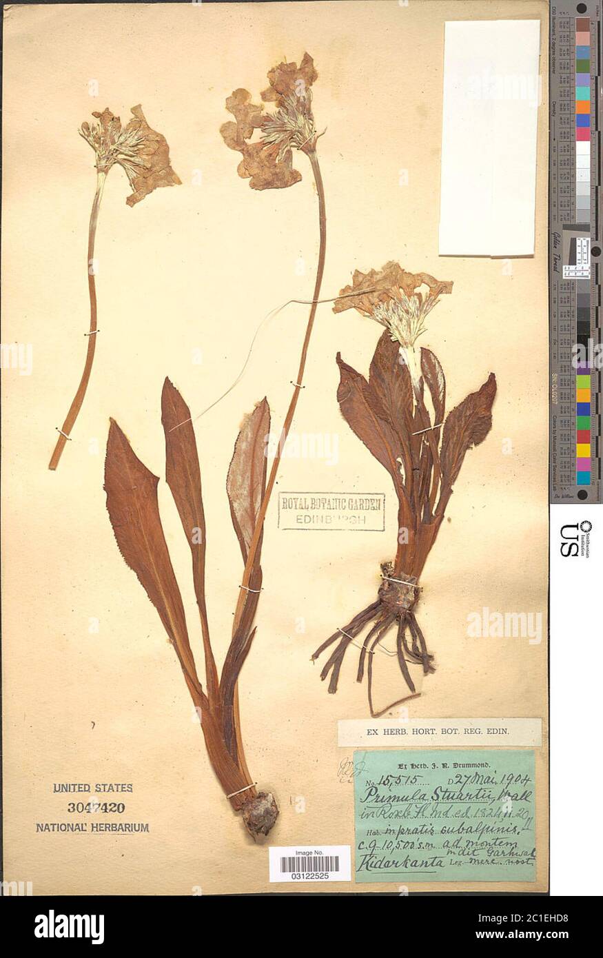 Stuartii hi-res stock photography and images - Alamy