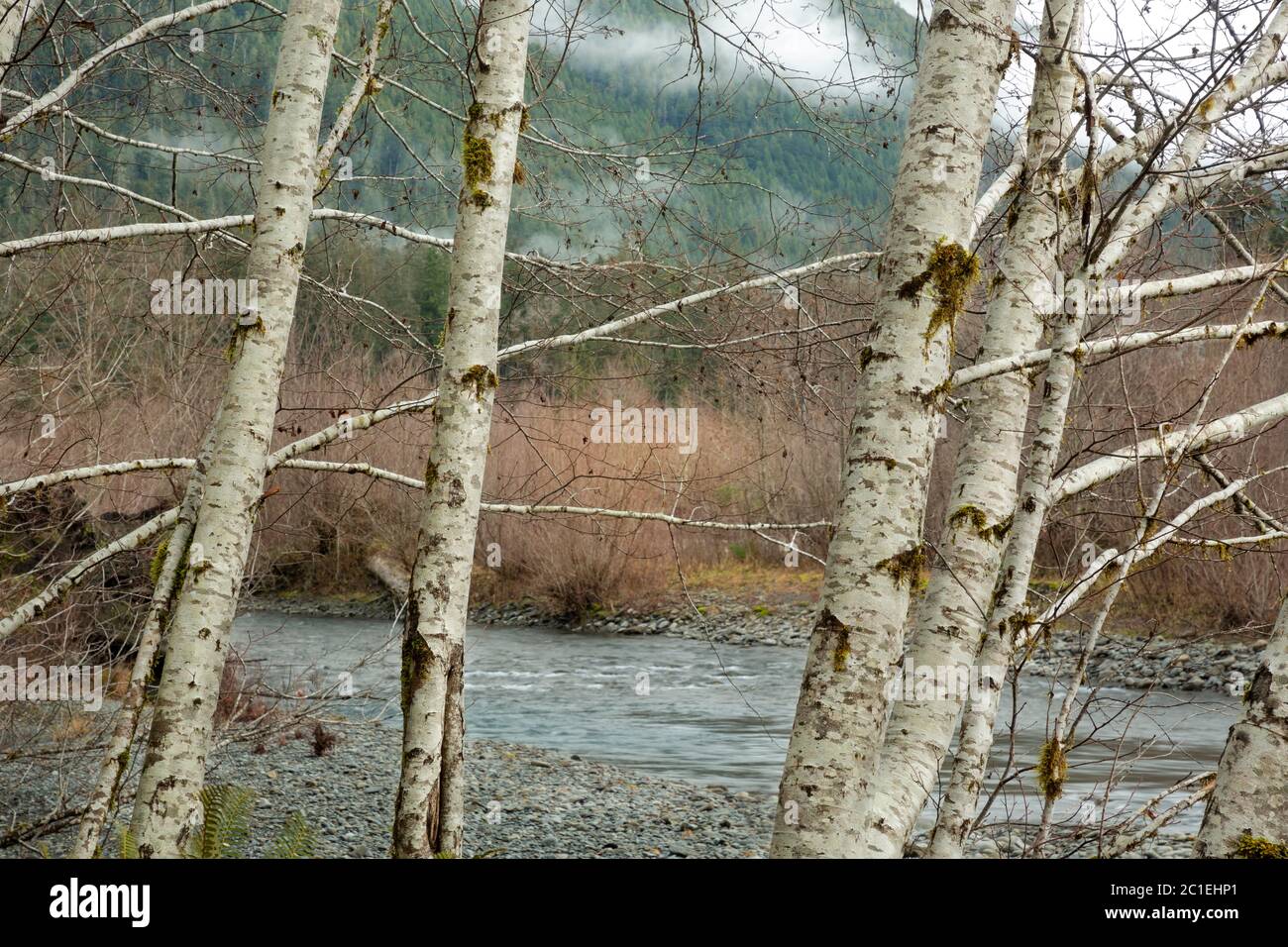 Valley with white birch trees hi-res stock photography and images - Alamy