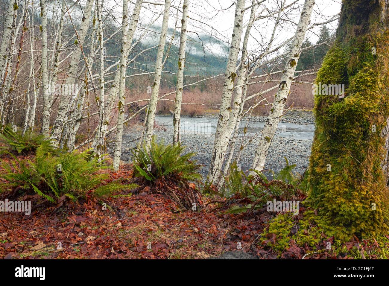 River birch and maple trees hi-res stock photography and images - Alamy