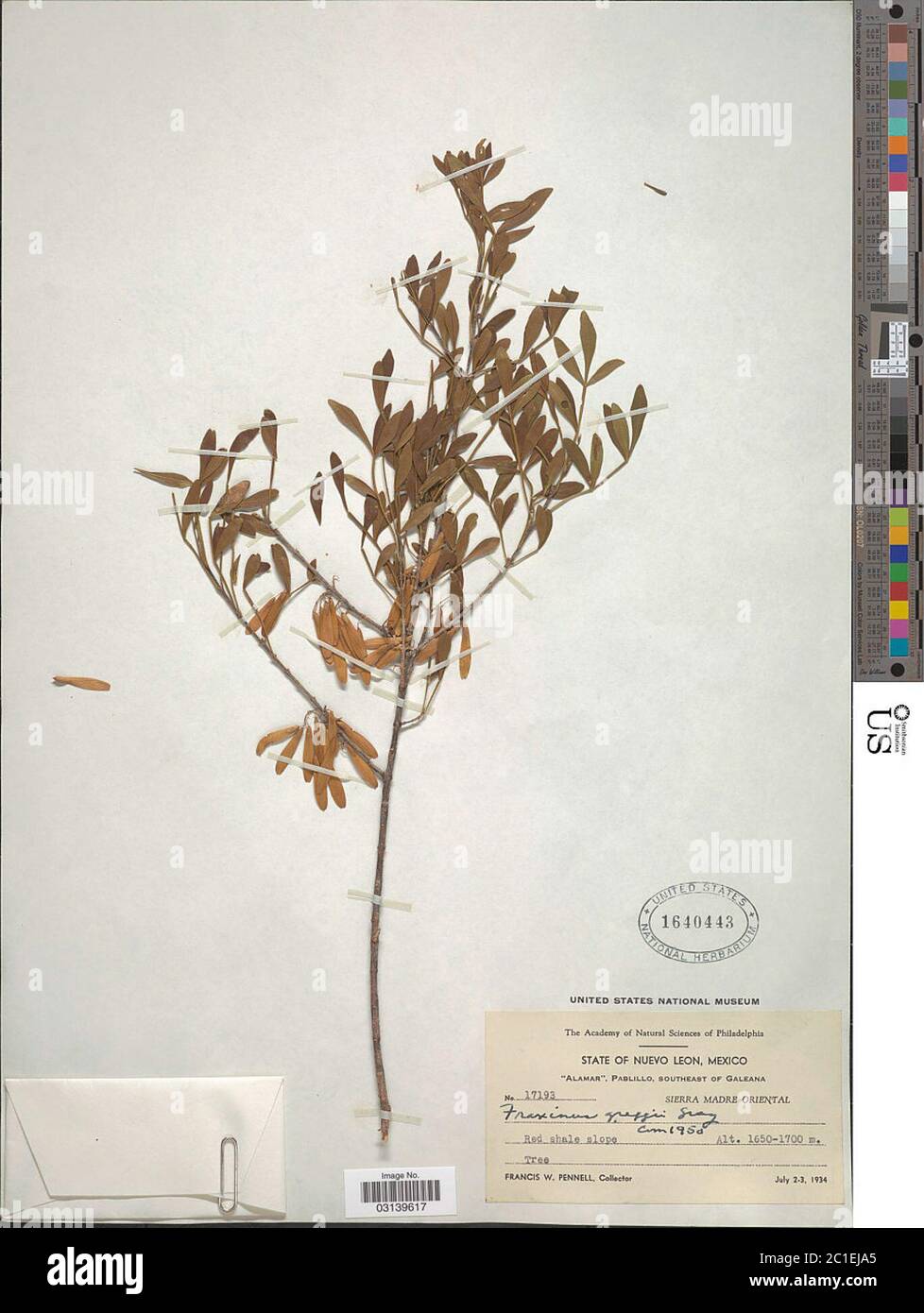 Fraxinus greggii A Gray Fraxinus greggii A Gray Stock Photo - Alamy