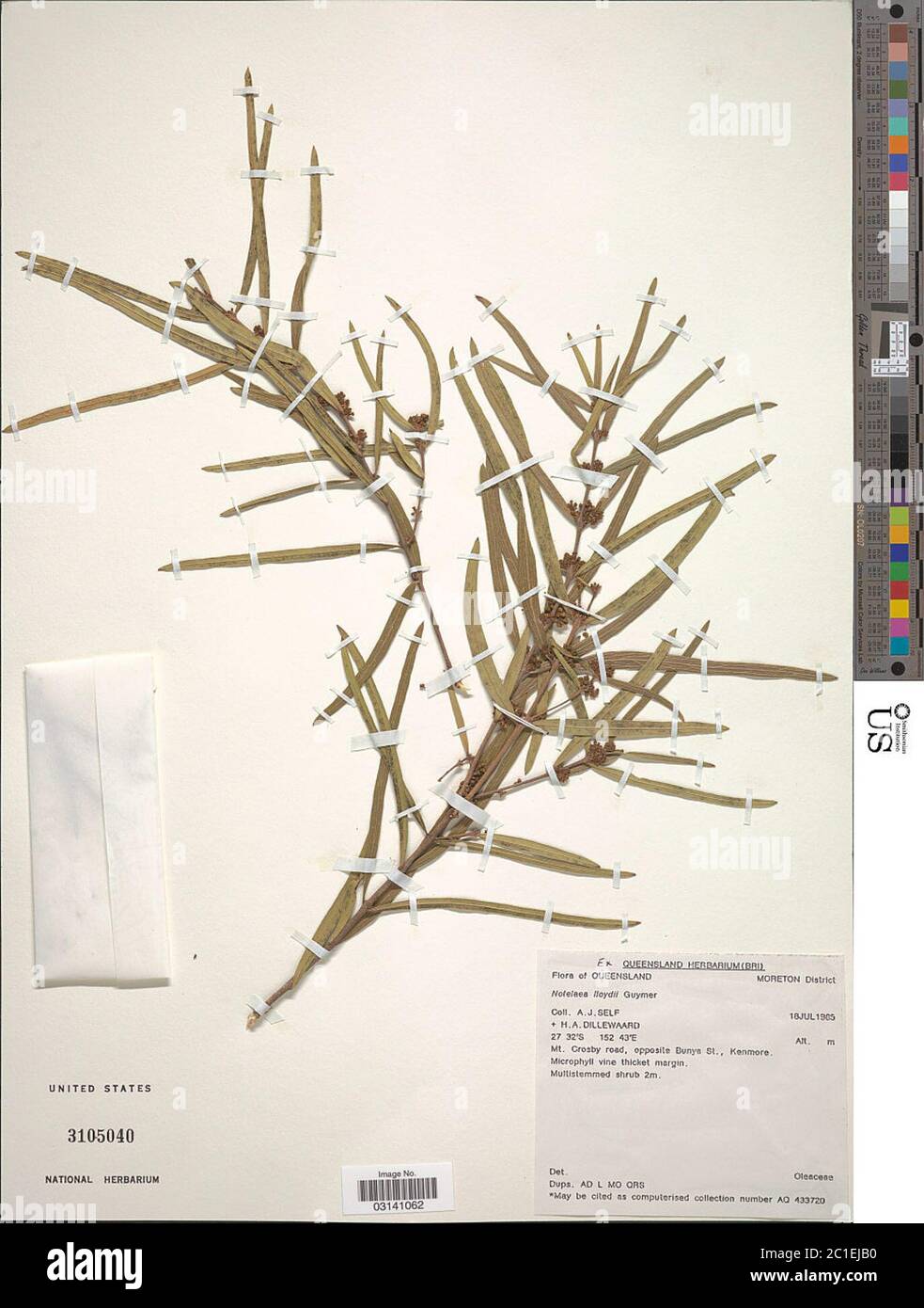 Notelaea microcarpa Notelaea microcarpa Stock Photo - Alamy