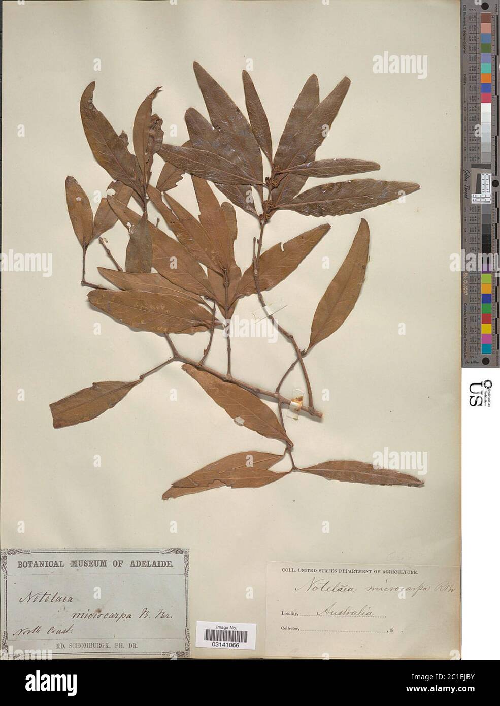 Notelaea microcarpa Notelaea microcarpa Stock Photo - Alamy