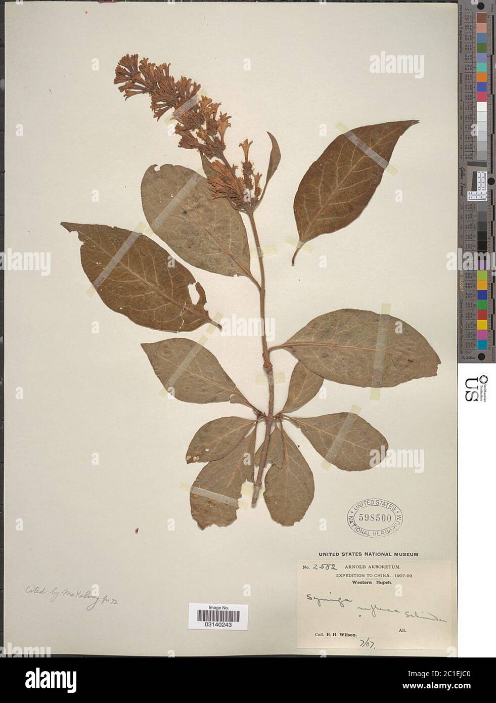 Syringa reflexa CK Schneid Syringa reflexa CK Schneid Stock Photo - Alamy