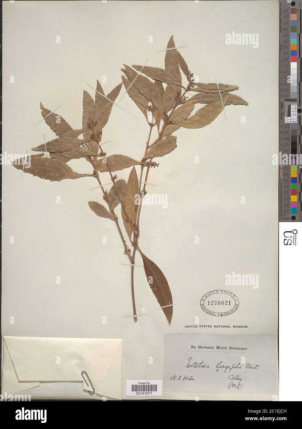 Notelaea longifolia Vent Notelaea longifolia Vent Stock Photo - Alamy