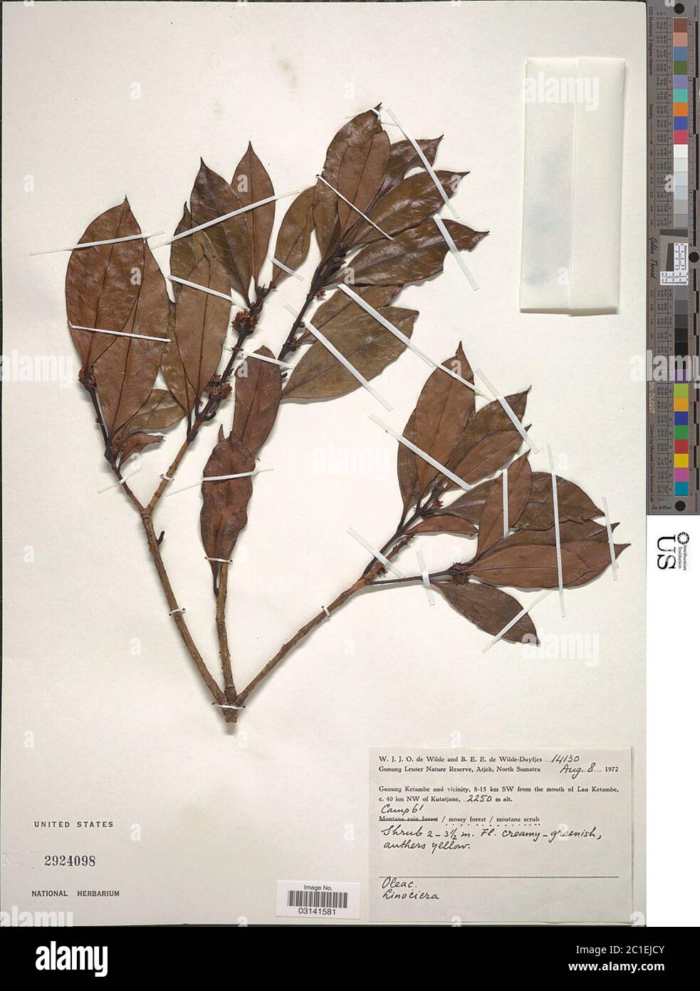 Linociera sp Linociera sp Stock Photo - Alamy