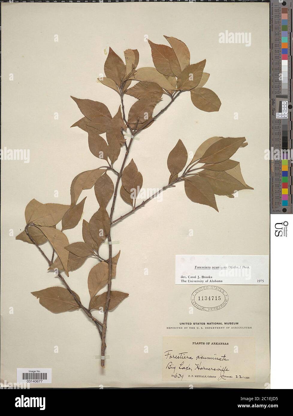 Forestiera acuminata hi-res stock photography and images - Alamy