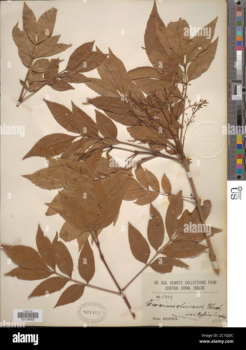 Fraxinus chinensis Roxb Fraxinus chinensis Roxb Stock Photo - Alamy