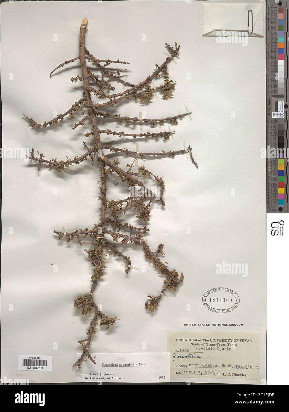 Forestiera angustifolia Torr Forestiera angustifolia Torr Stock Photo ...