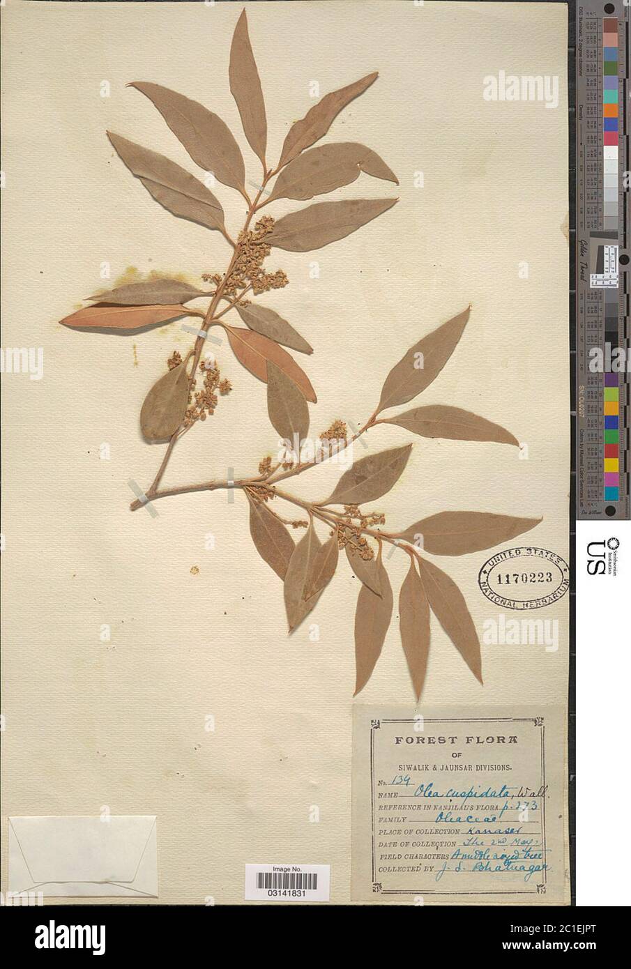 Olea europaea subsp cuspidata hi-res stock photography and images - Alamy