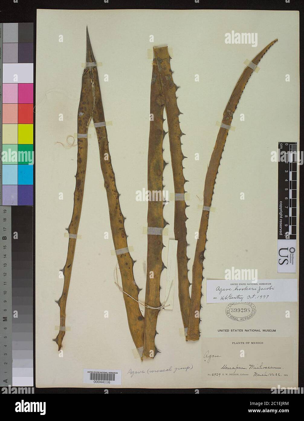 Agave hookeri Agave hookeri Stock Photo - Alamy