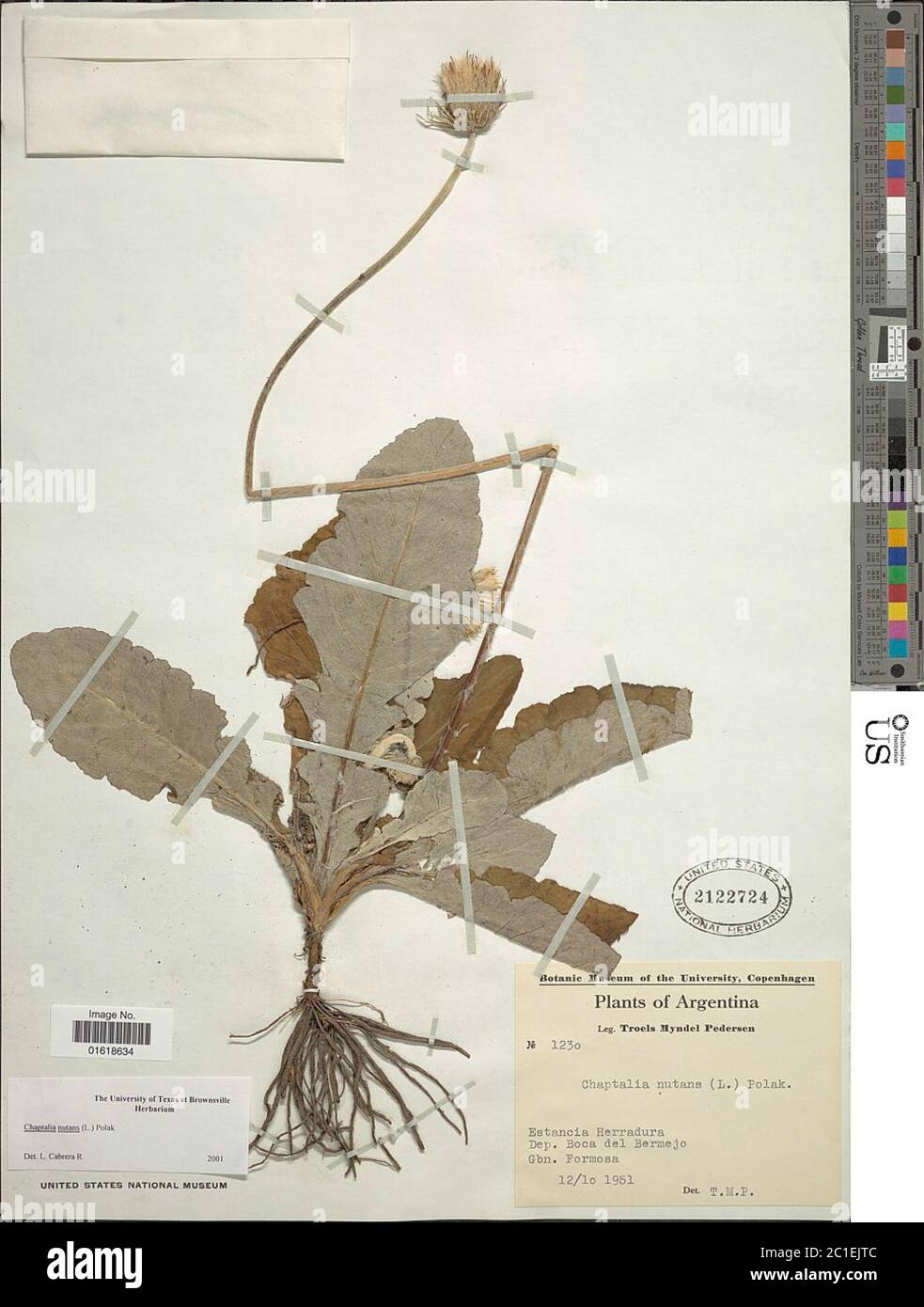 Chaptalia hi-res stock photography and images - Alamy