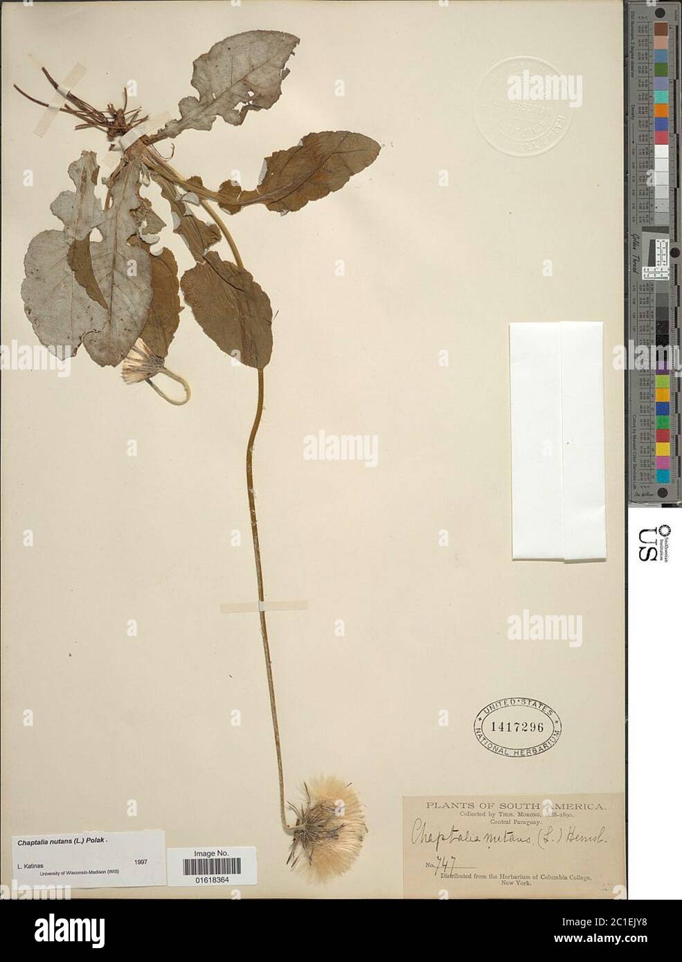 Chaptalia hi-res stock photography and images - Alamy