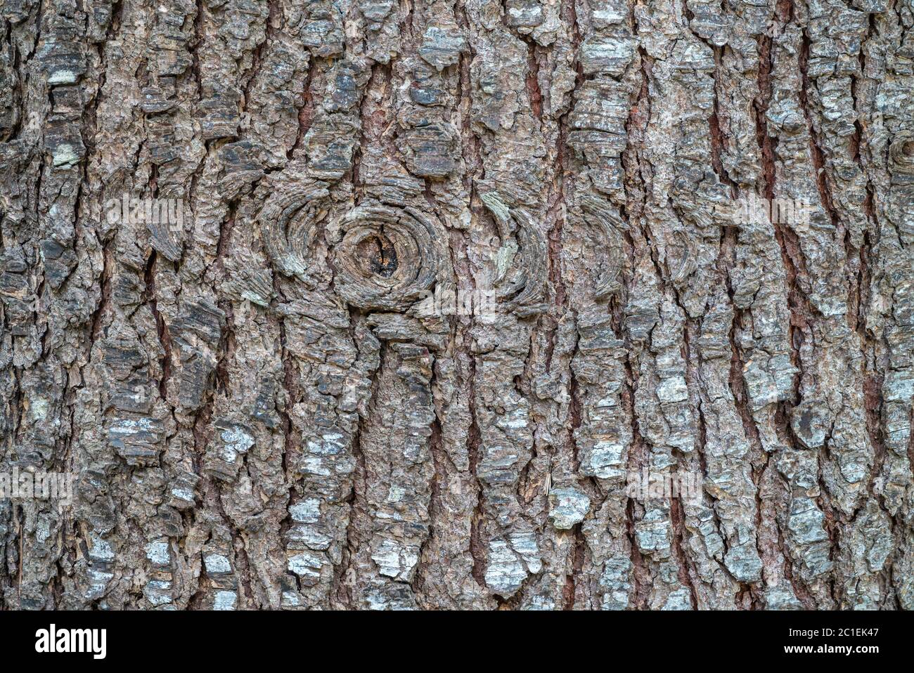 Pine Tree Branch Texture
