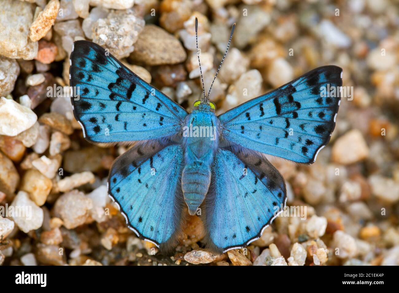 Blue butterfly on sand beach Stock Photo - Alamy