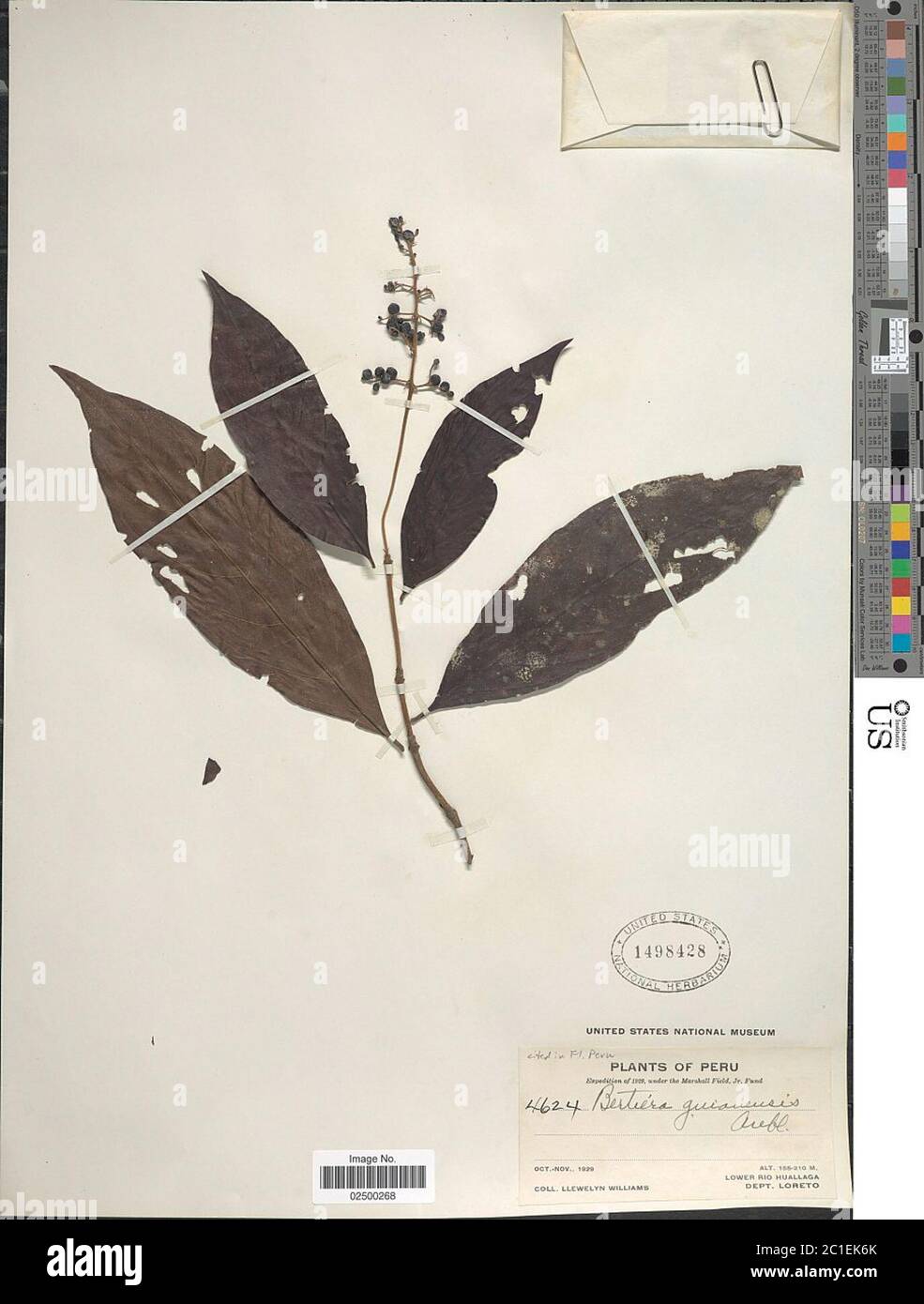 Bertiera guianensis Aubl Bertiera guianensis Aubl Stock Photo - Alamy