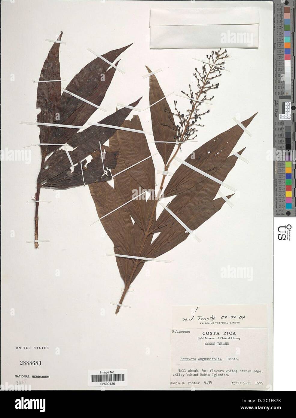 Bertiera angustifolia Benth Bertiera angustifolia Benth Stock Photo - Alamy
