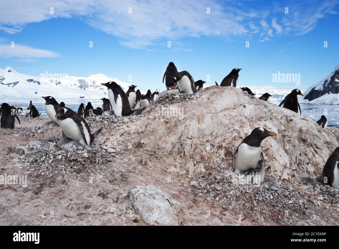 penguin in Antarctic Pole Stock Photo - Alamy