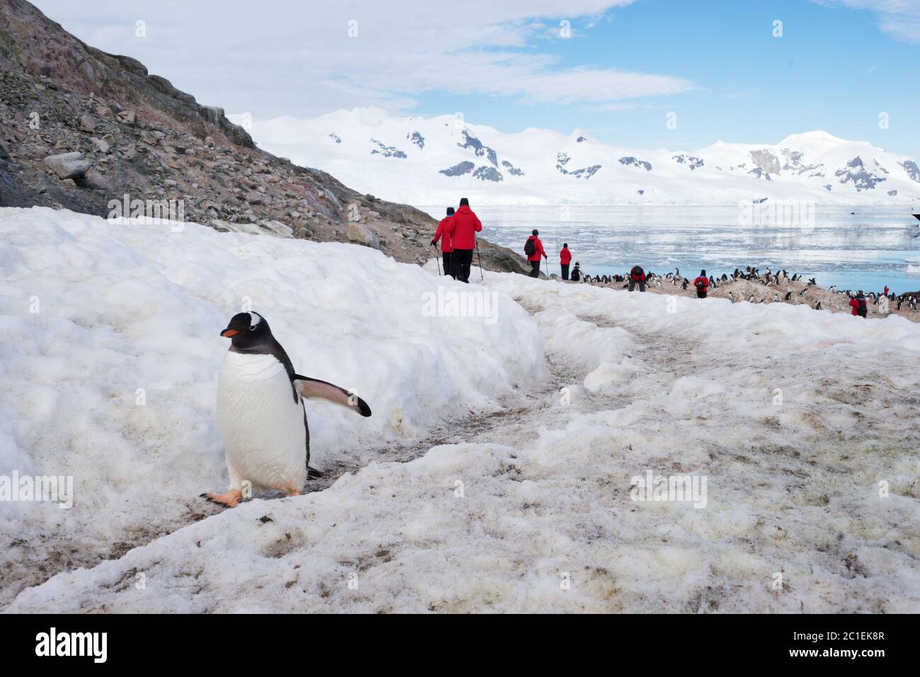 penguin in Antarctic Pole Stock Photo - Alamy