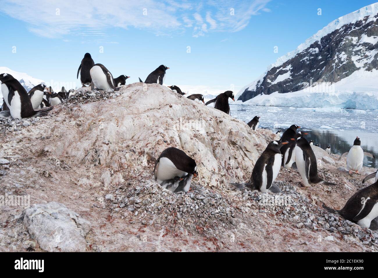 penguin in Antarctic Pole Stock Photo - Alamy