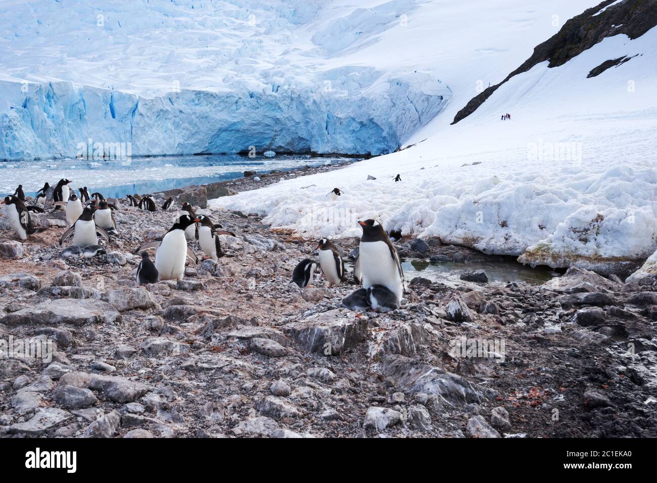 penguin in Antarctic Pole Stock Photo - Alamy