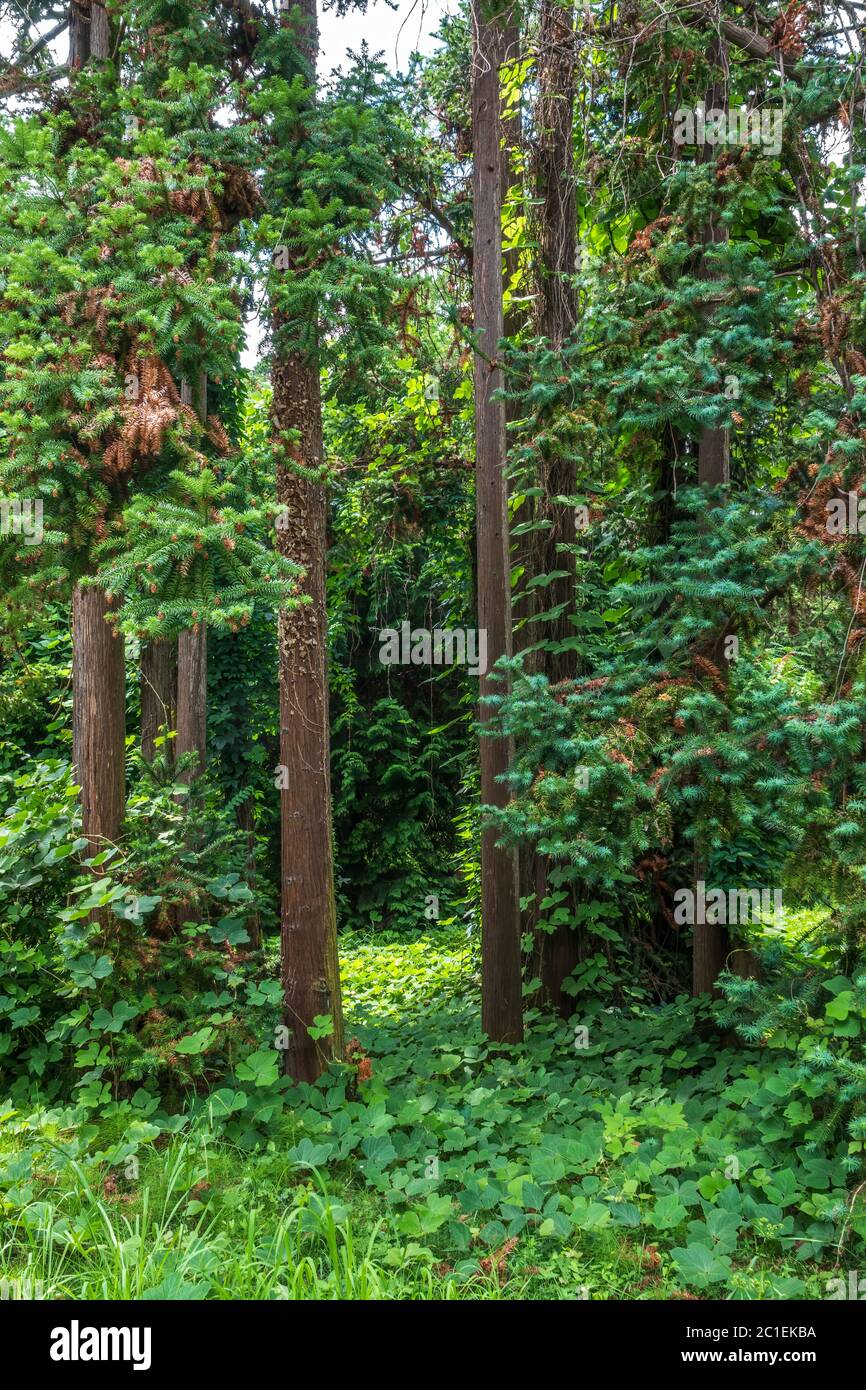 Forest of straight Cryptomeria trees, or Japanese cedar. Dense forest ...