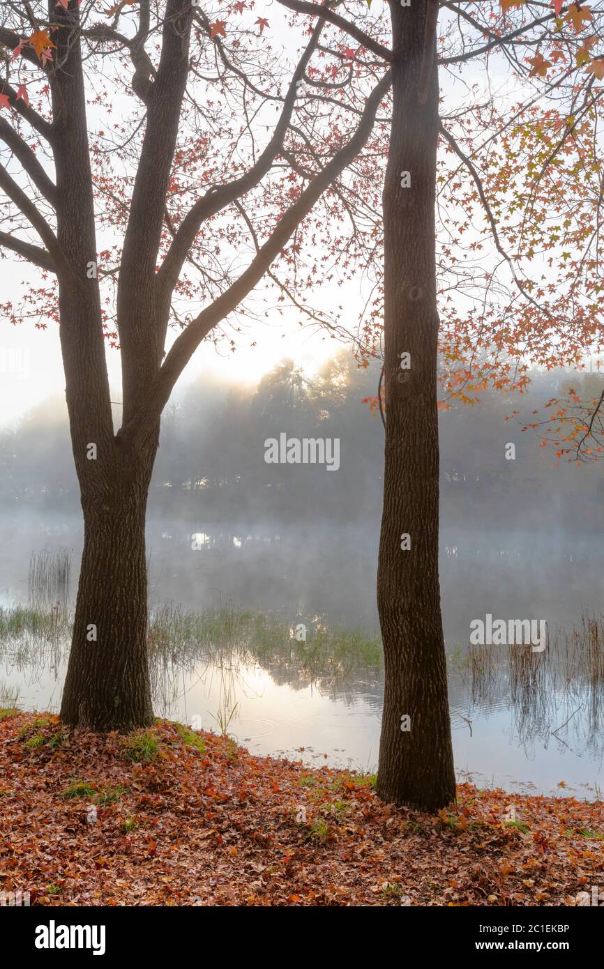 Autumn leaves on the ground with mist on the water Stock Photo - Alamy