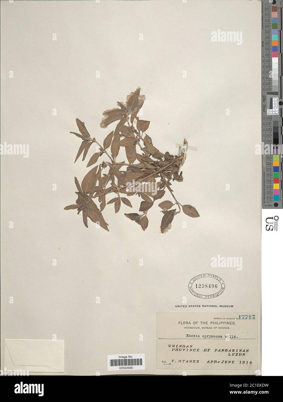 Knoxia corymbosa Willd Knoxia corymbosa Willd Stock Photo - Alamy