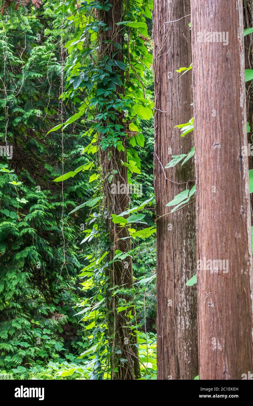 Straight trunks of evergreen trees Cryptomeria. Forest of straight ...