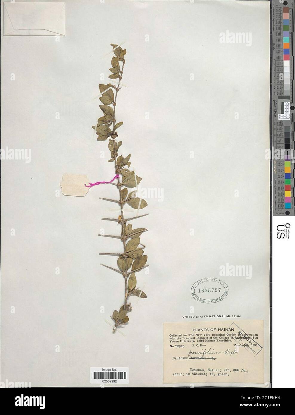 Canthium parvifolium Roxb Canthium parvifolium Roxb Stock Photo - Alamy