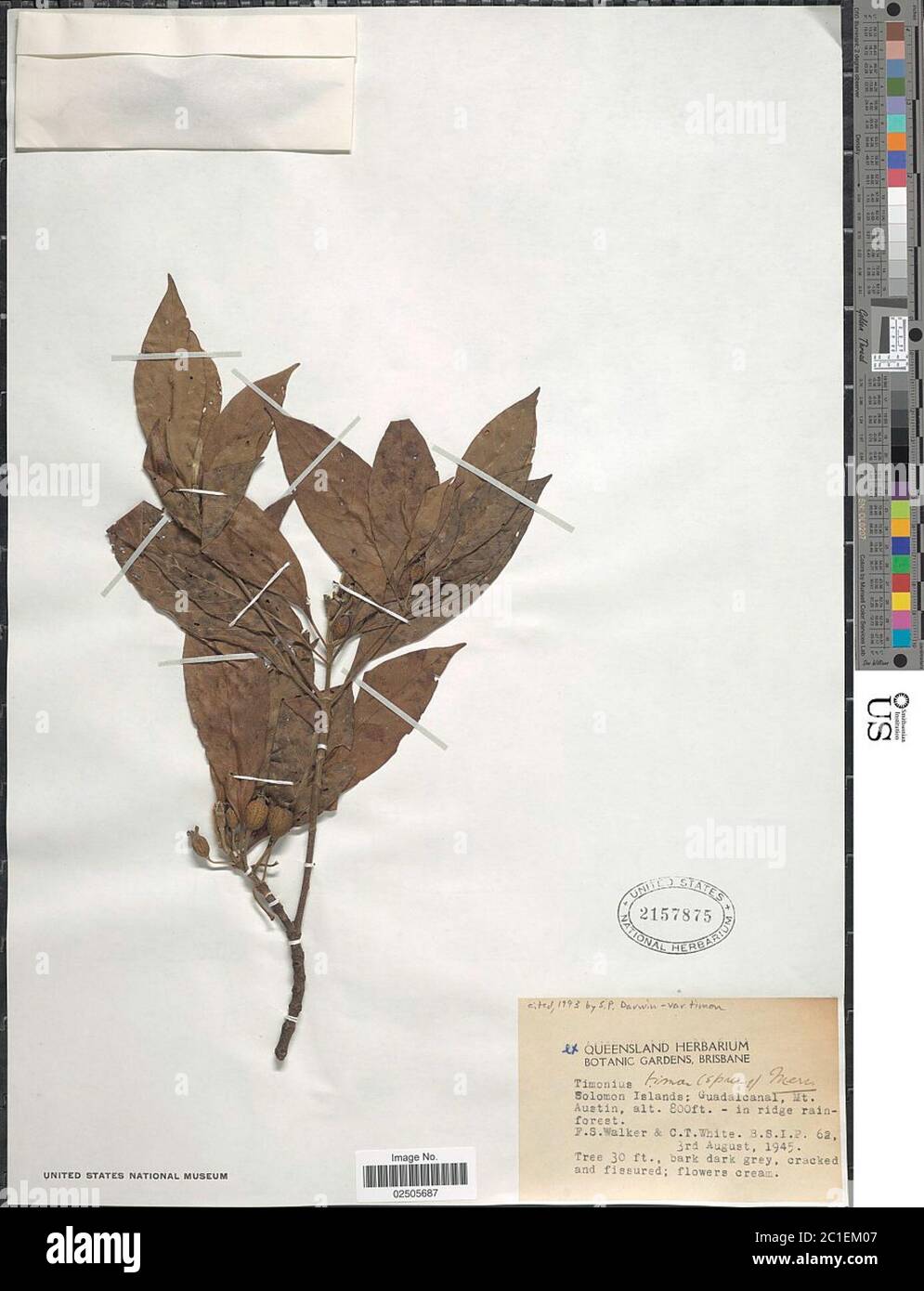 Timonius timon hi-res stock photography and images - Alamy