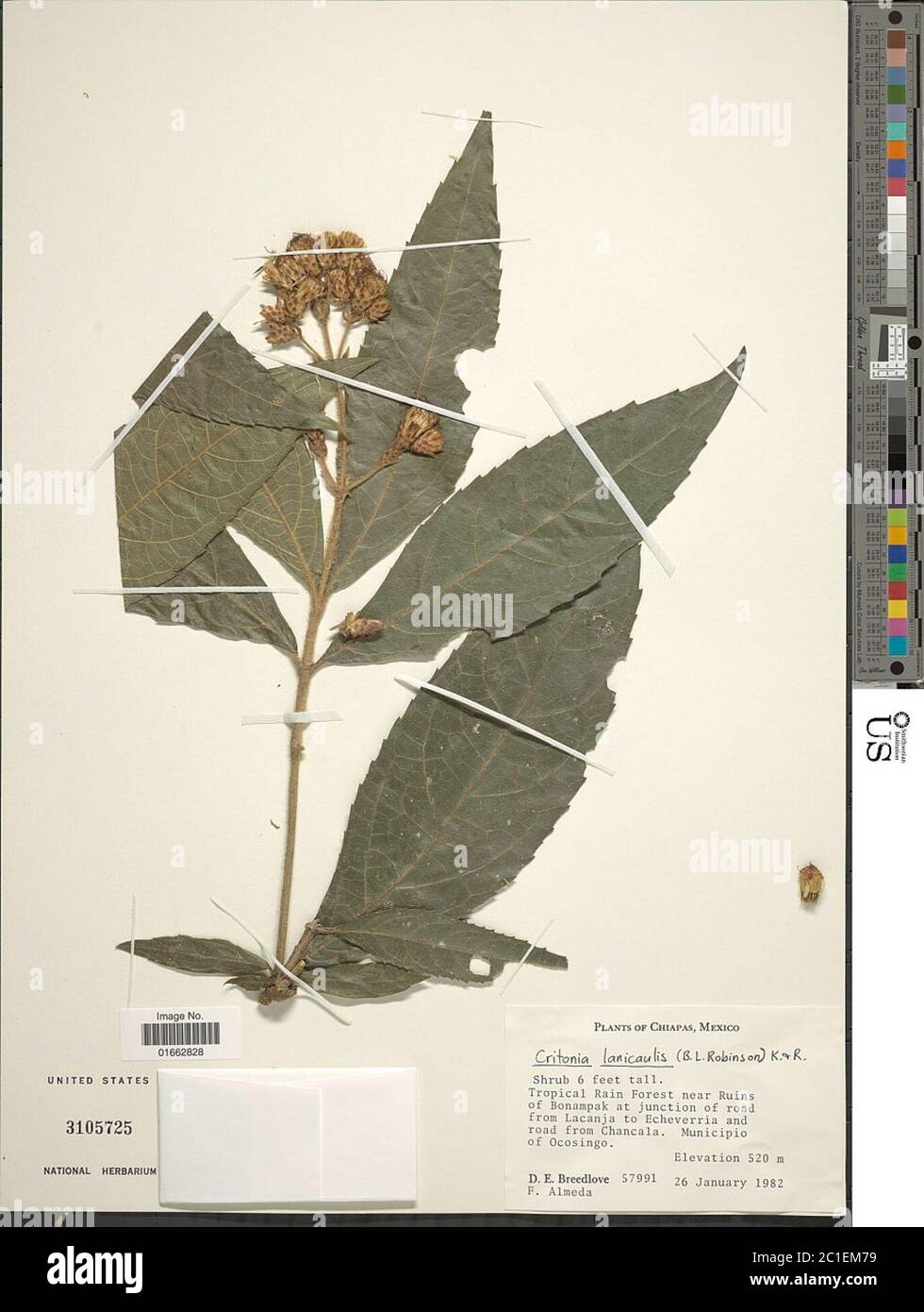 Critonia lanicaulis BL Rob RM King H Rob Critonia lanicaulis BL Rob RM ...