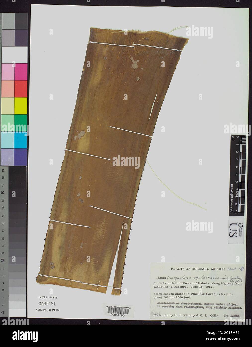 Agave inaequidens subsp barrancensis Agave inaequidens subsp ...