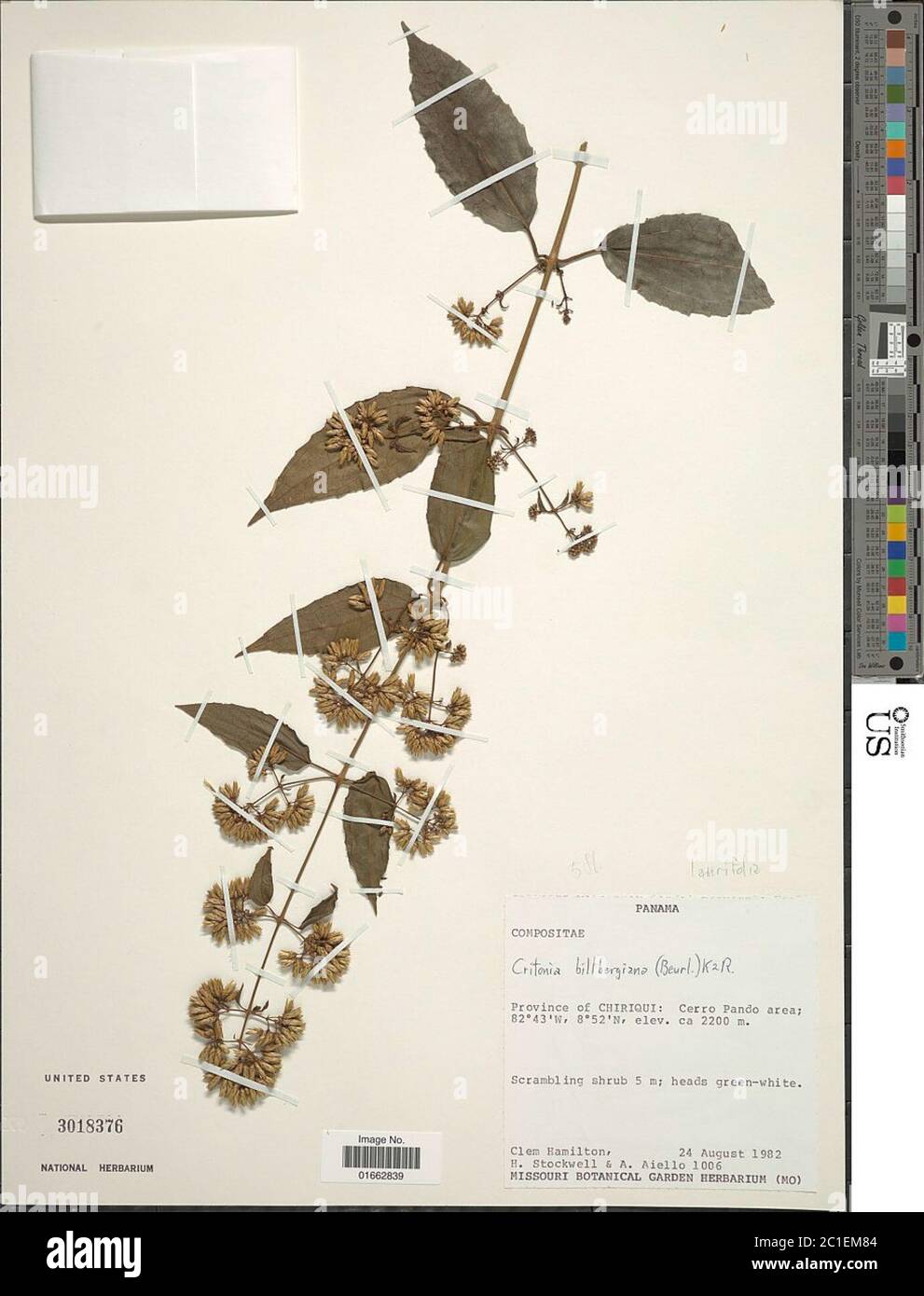 Critonia laurifolia BL Rob RM King H Rob Critonia laurifolia BL Rob RM ...