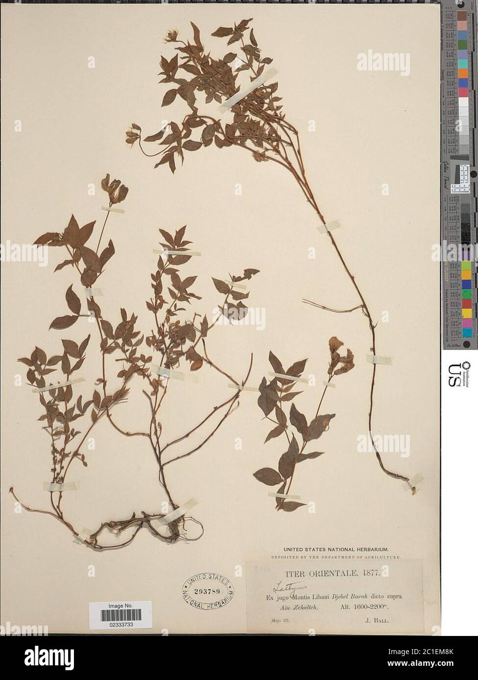 Lathyrus sp hi-res stock photography and images - Alamy