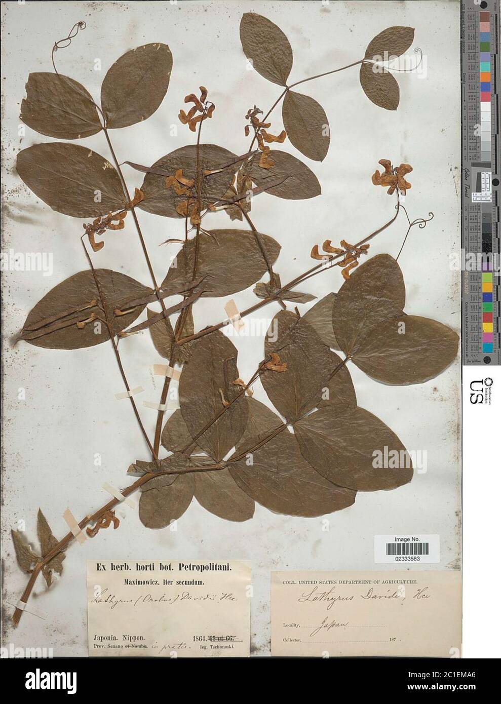 Lathyrus davidii Hance Lathyrus davidii Hance Stock Photo - Alamy