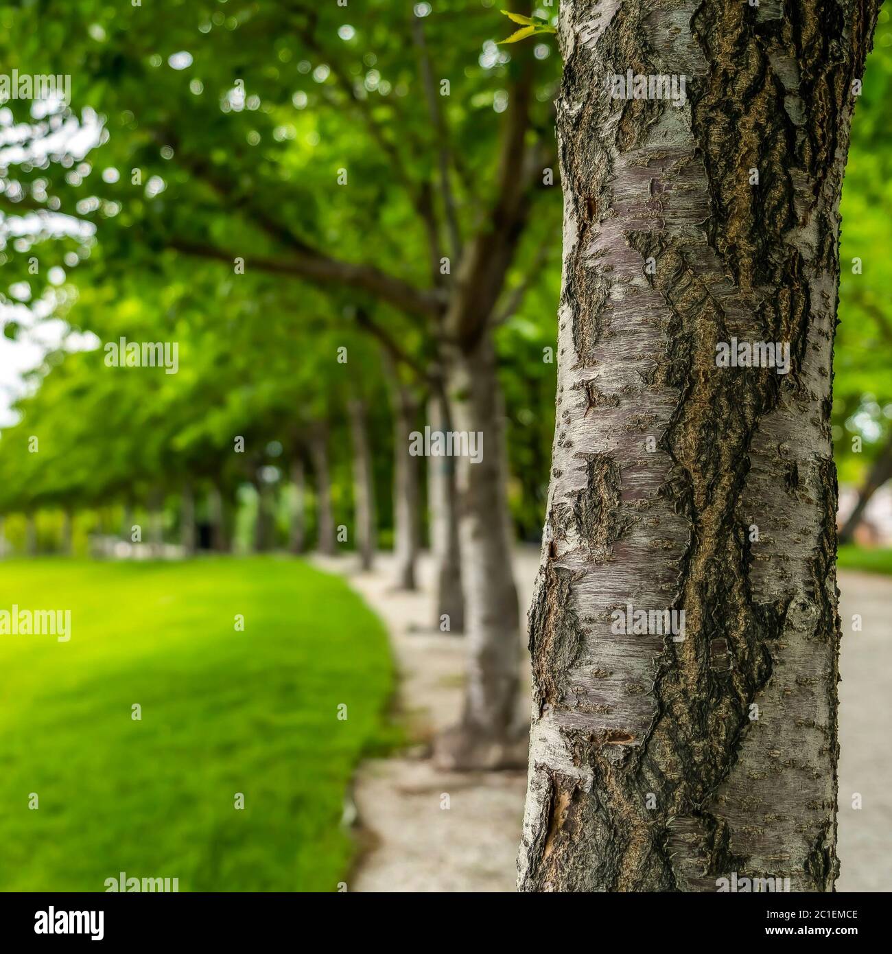 Square Trees with rough white barks lining a paved road and vibrant ...