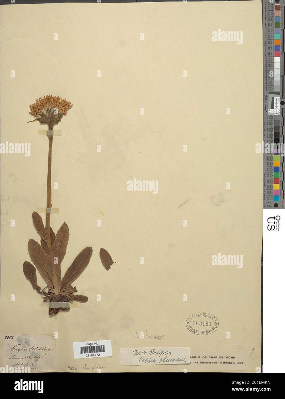 Indet sp Indet sp Stock Photo - Alamy