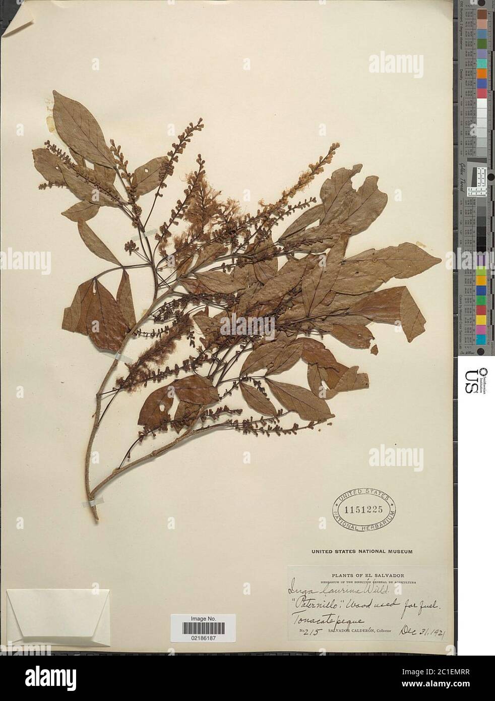 Inga laurina hi-res stock photography and images - Alamy