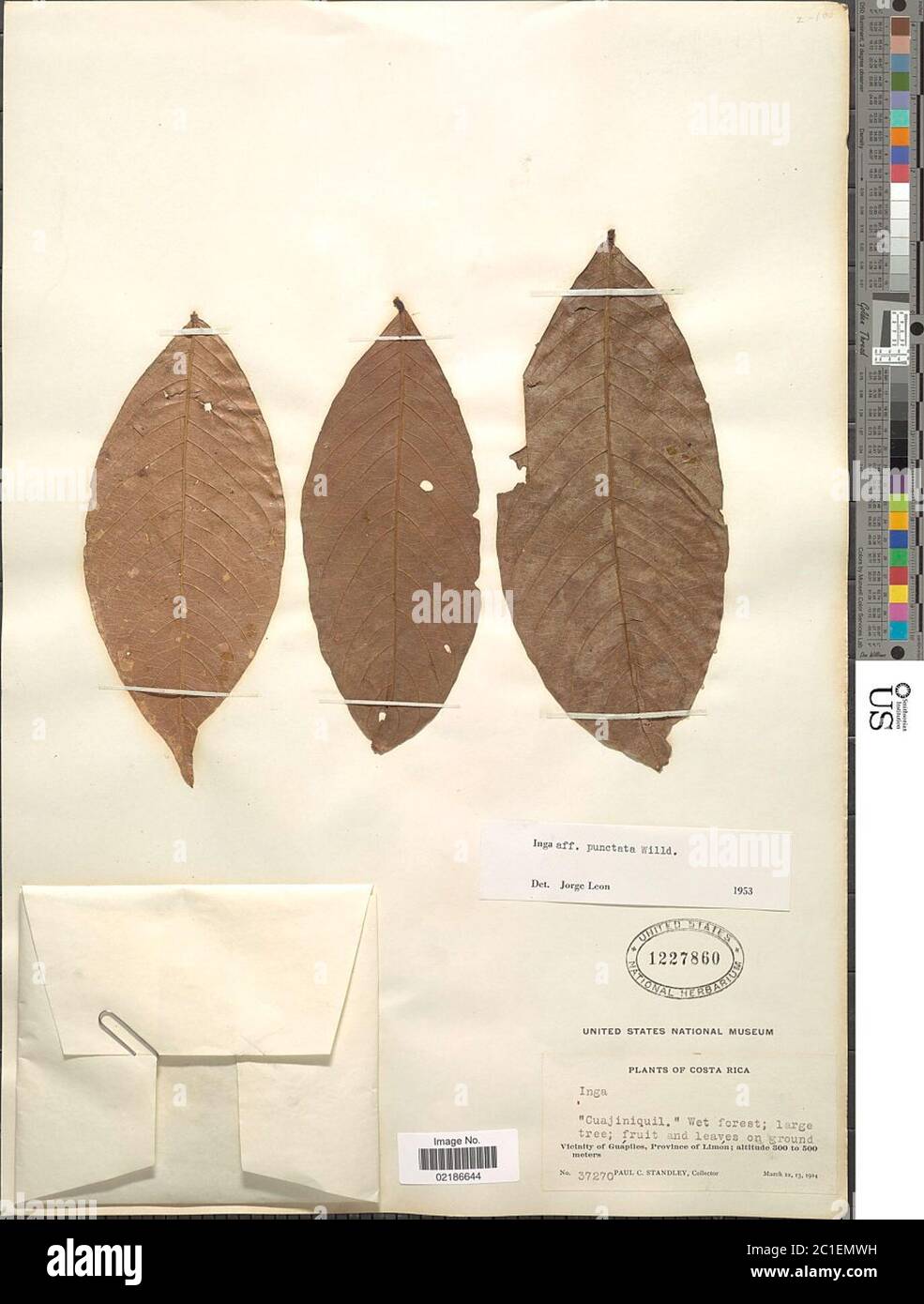 Inga punctata Willd Inga punctata Willd Stock Photo - Alamy