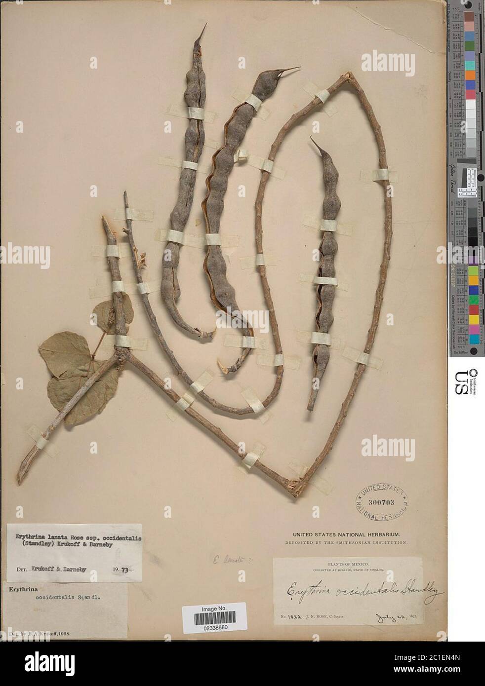 Erythrina lanata Rose Erythrina lanata Rose Stock Photo - Alamy