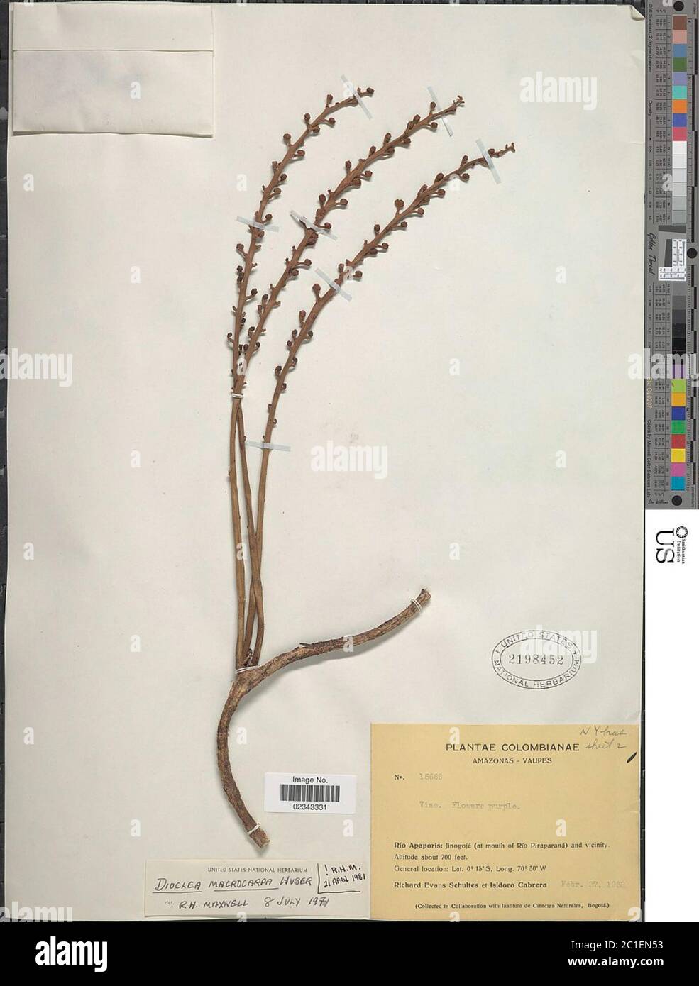 Dioclea hi-res stock photography and images - Alamy