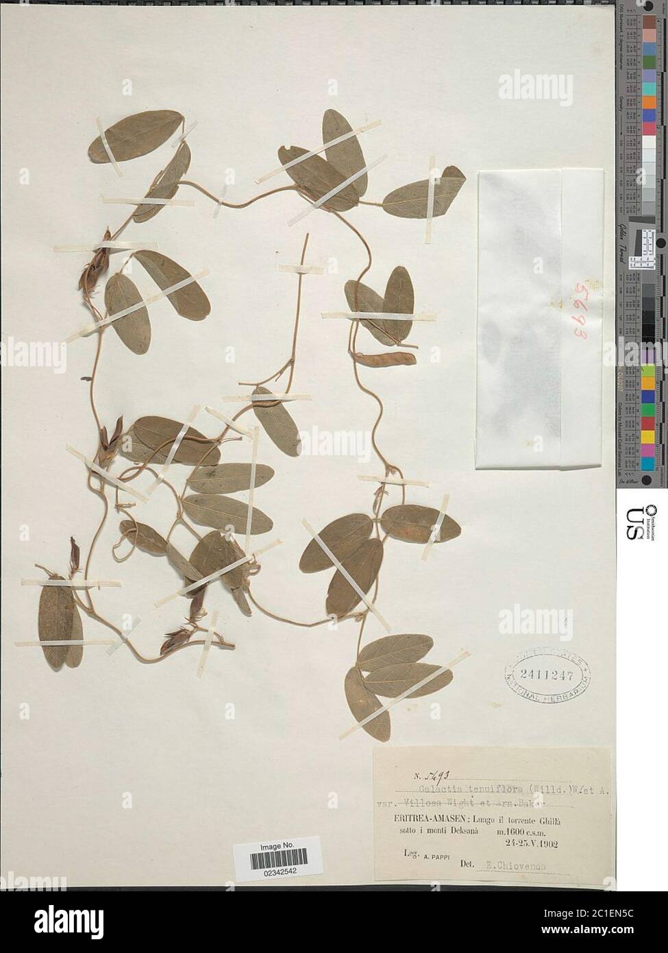 Galactia tenuiflora hi-res stock photography and images - Alamy