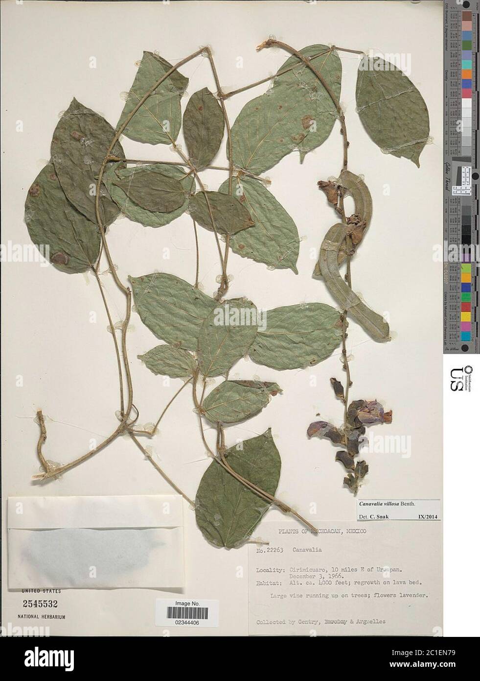 Canavalia villosa Benth Canavalia villosa Benth Stock Photo - Alamy