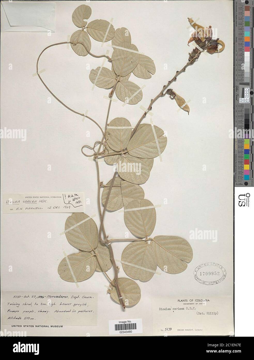 Dioclea hi-res stock photography and images - Alamy